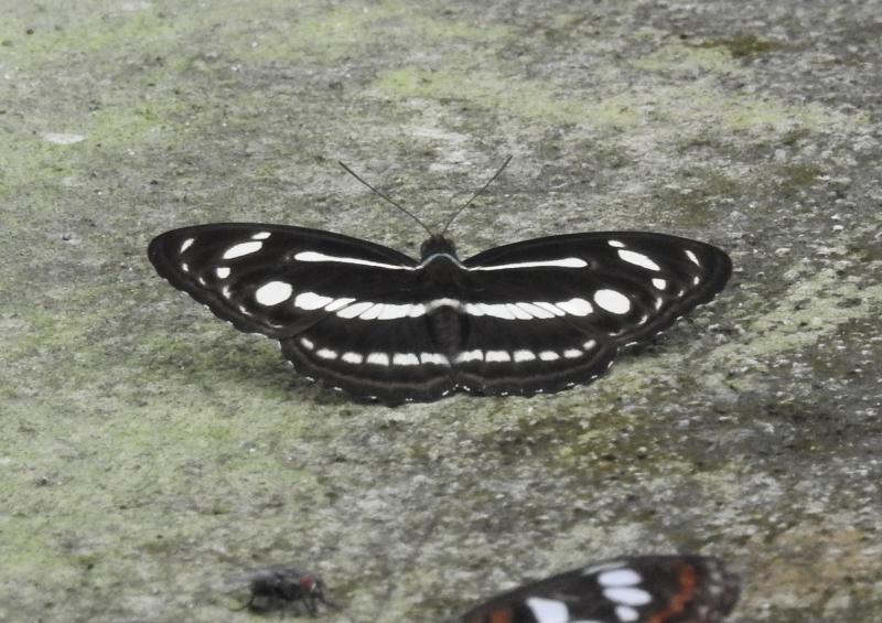 Athyma pravara acutipennis | Butterfly
