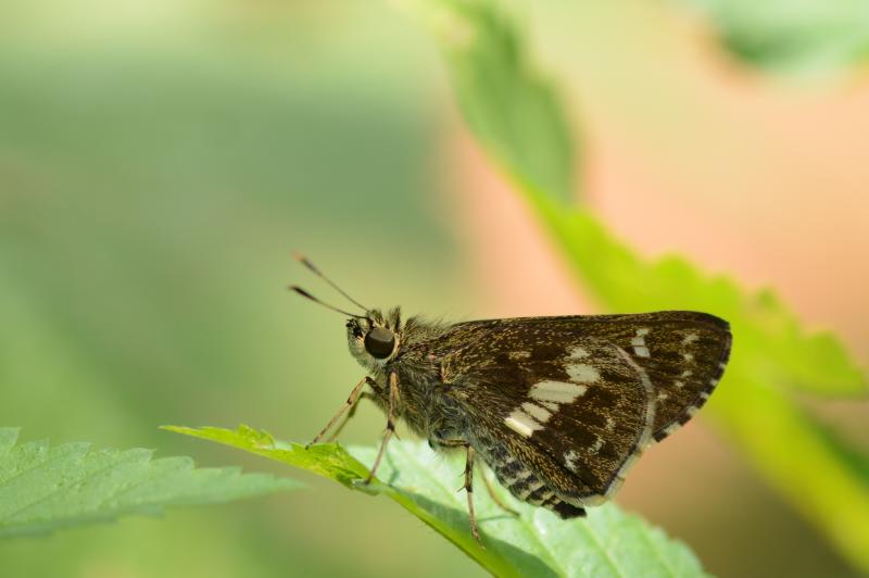 Halpe porus | Butterfly