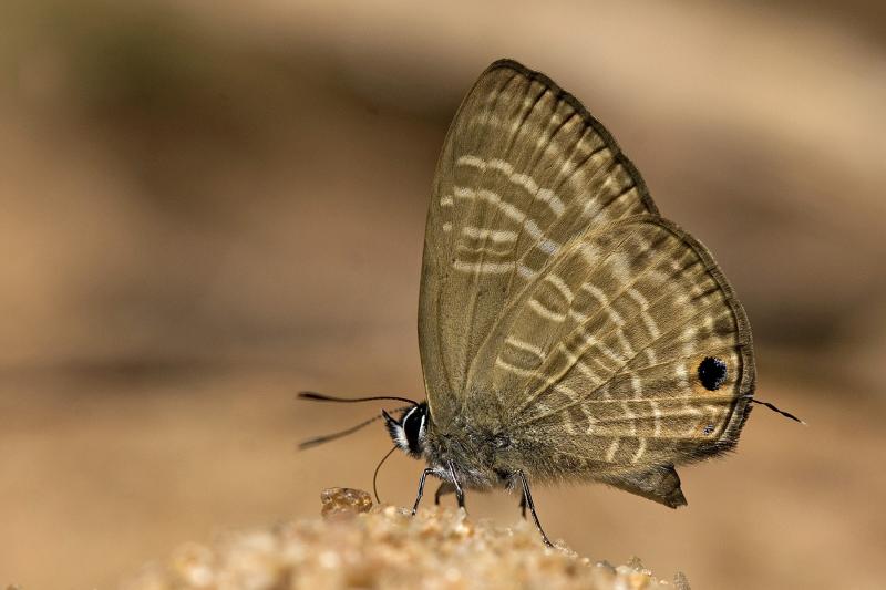 Nacaduba pactolus continentalis | Butterfly