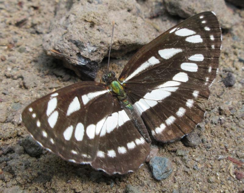 Neptis sappho astola | Butterfly