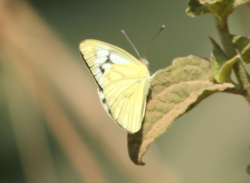 Cepora nerissa phryne | Butterfly