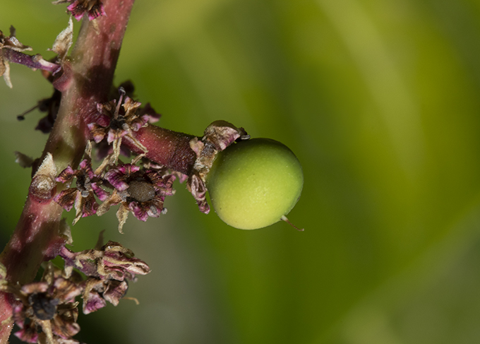 Mangifera indica | Butterfly