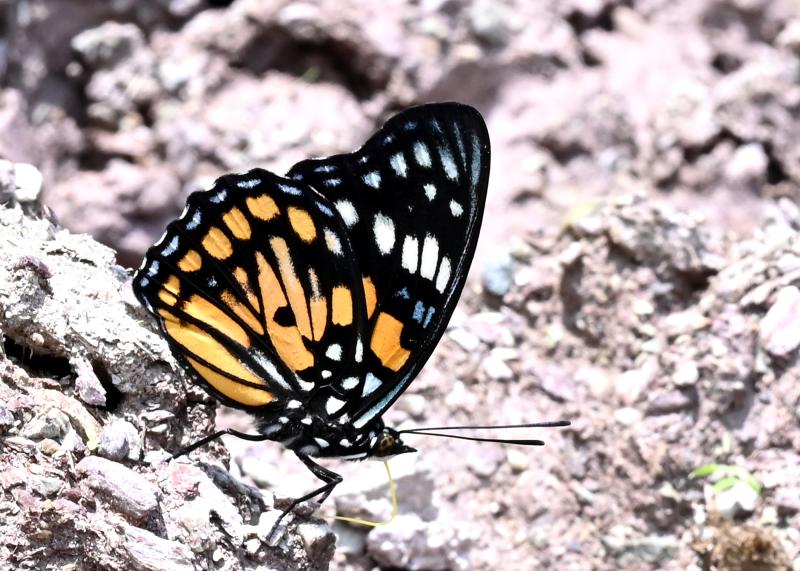 Sephisa chandra chandra | Butterfly
