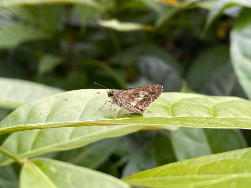 Halpe porus | Butterfly