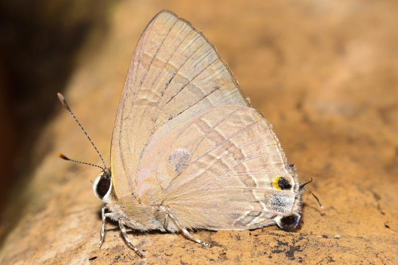 Rapala manea schistacea | Butterfly
