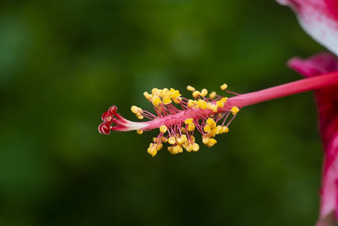 Hibiscus rosa-sinensis | Butterfly