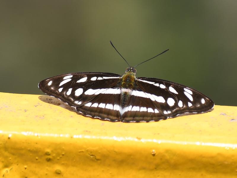 Athyma orientalis | Butterfly