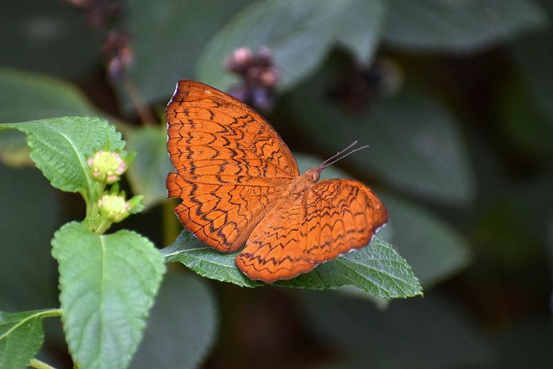 Ariadne merione merione | Butterfly