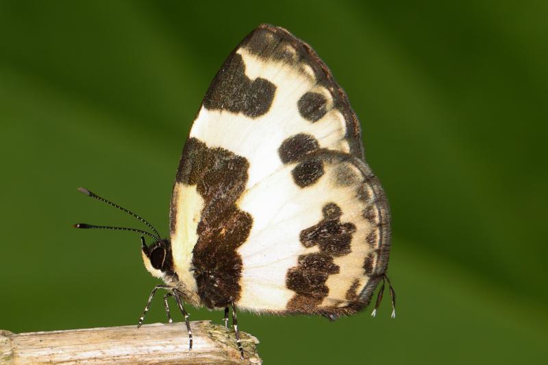 Caleta elna noliteia | Butterfly