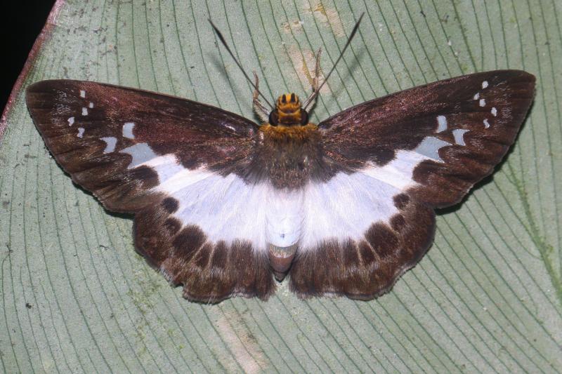 Gerosis sinica narada | Butterfly