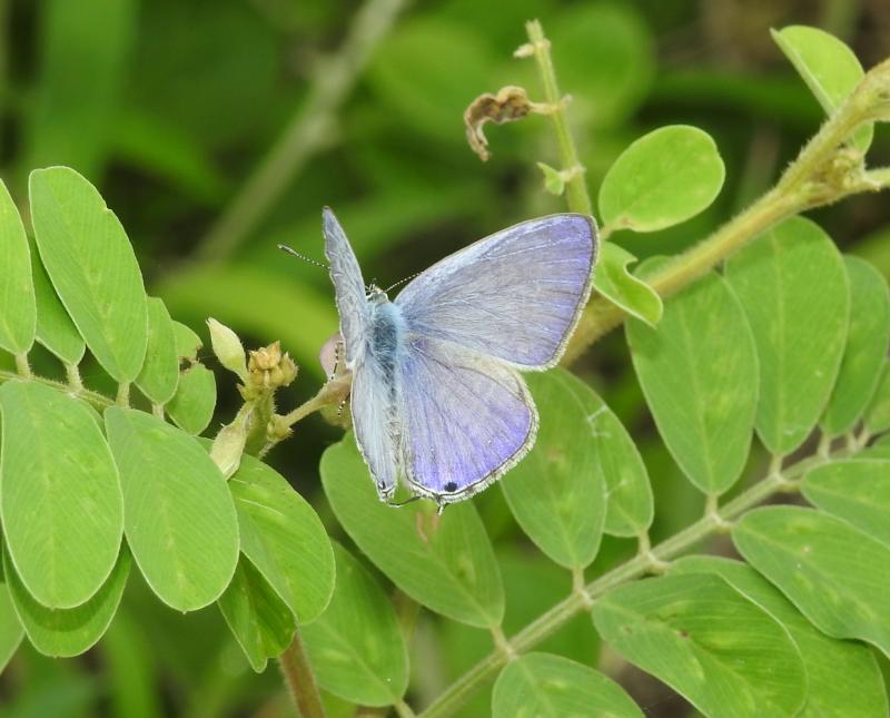 Catochrysops strabo strabo | Butterfly