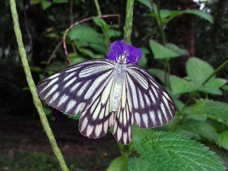 Delias eucharis | Butterfly