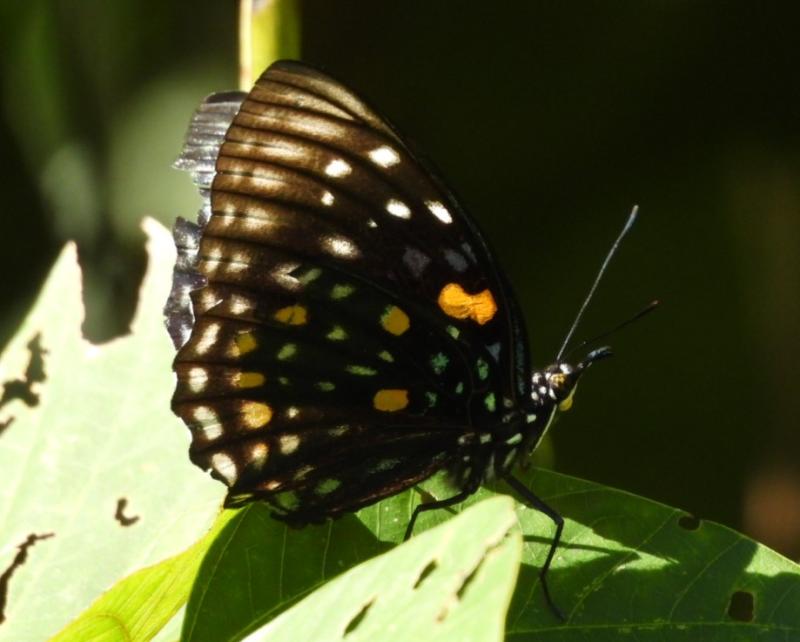 Sephisa chandra chandra | Butterfly