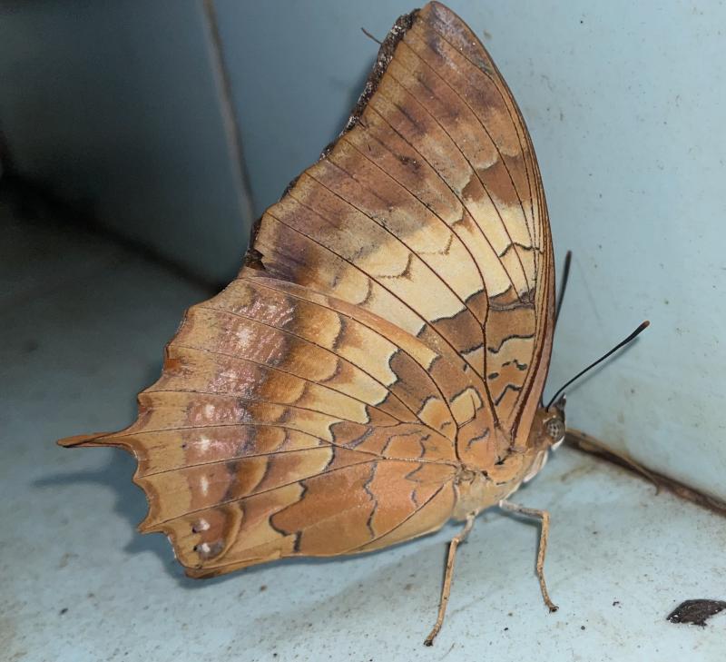 Charaxes bernardus hierax | Butterfly