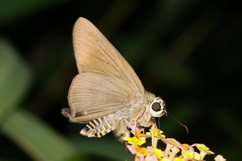 Badamia exclamationis | Butterfly