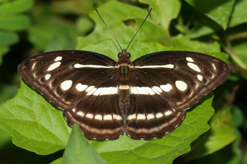 Athyma pravara acutipennis | Butterfly