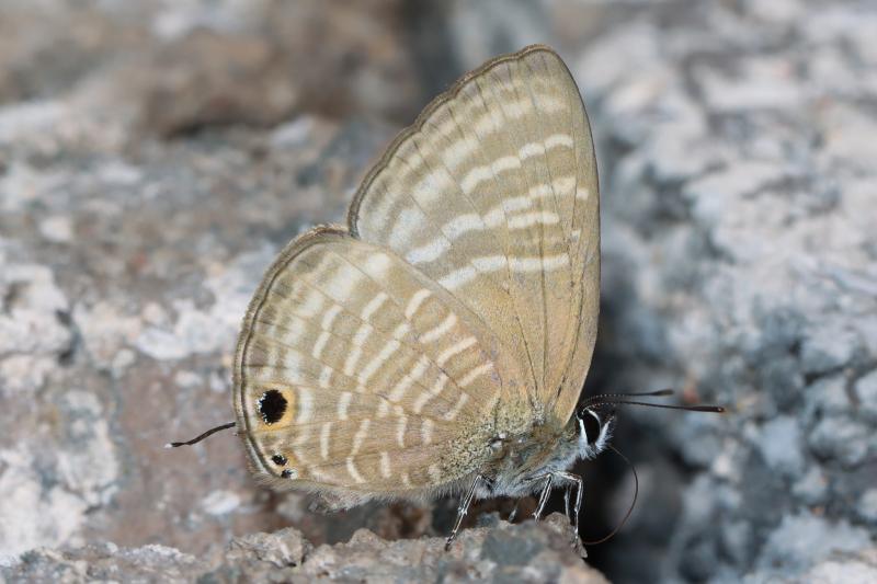 Nacaduba pactolus continentalis | Butterfly
