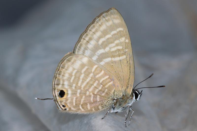 Nacaduba pactolus continentalis | Butterfly