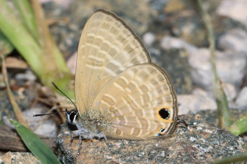 Nacaduba pactolus continentalis | Butterfly