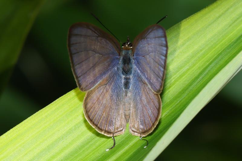 Nacaduba pactolus continentalis | Butterfly