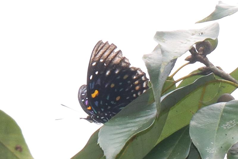 Sephisa chandra chandra | Butterfly