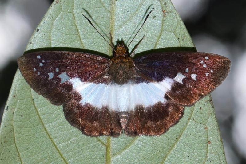 Gerosis sinica narada | Butterfly