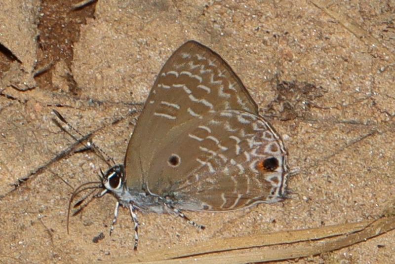 Anthene lycaenina lycambes | Butterfly