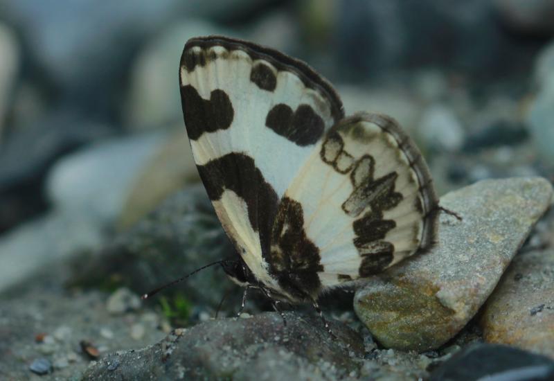 Caleta elna noliteia | Butterfly