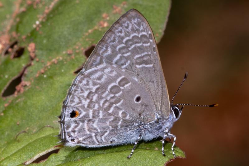 Anthene lycaenina lycaenina | Butterfly