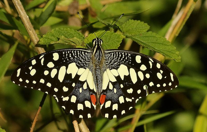 Papilio demoleus demoleus | Butterfly