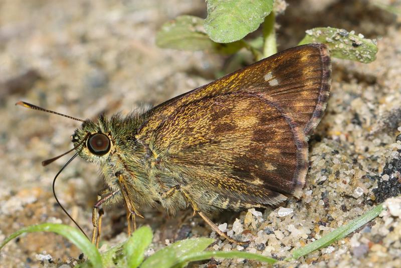 Halpe spp. | Butterfly