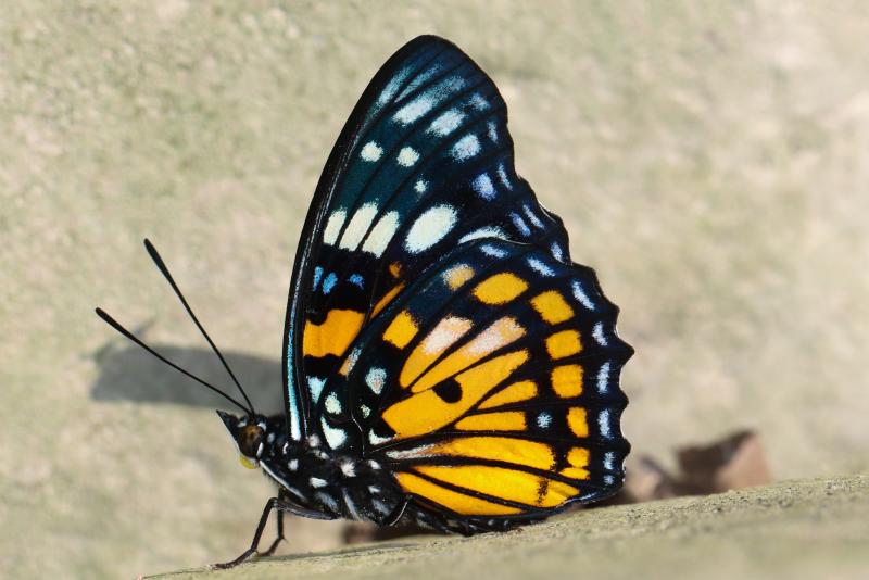 Sephisa chandra chandra | Butterfly
