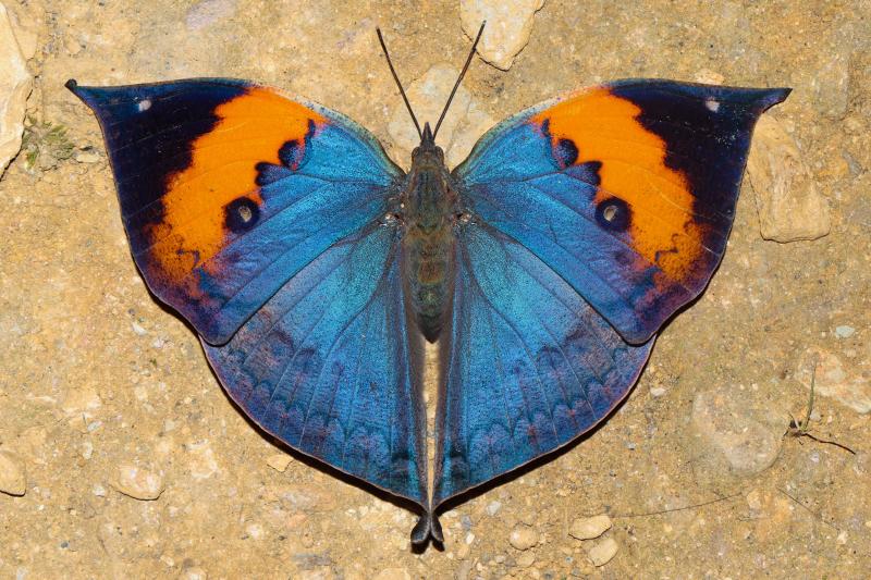 Kallima inachus inachus | Butterfly