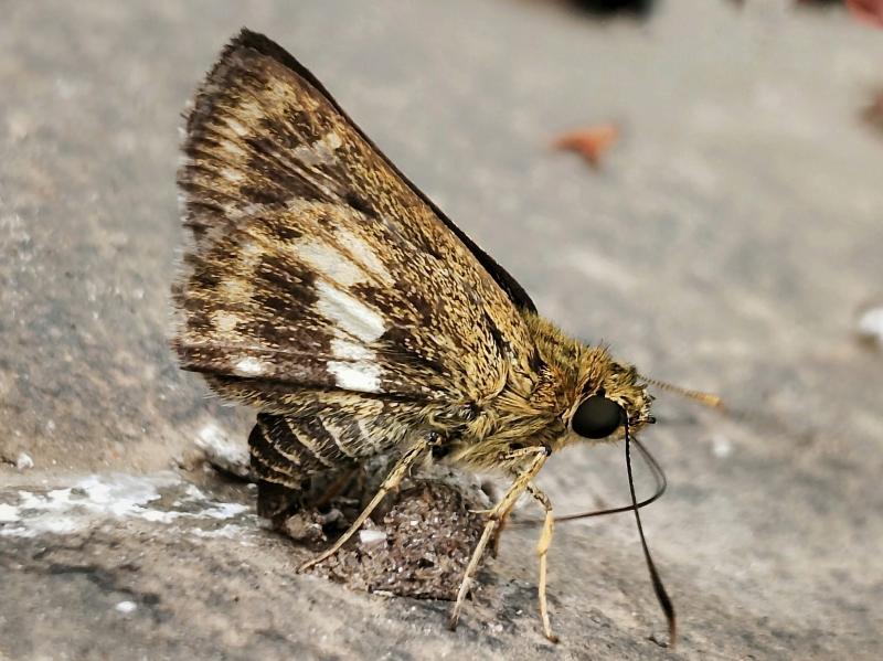 Halpe spp. | Butterfly