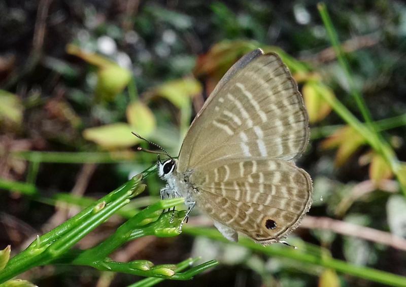 Nacaduba pactolus continentalis | Butterfly