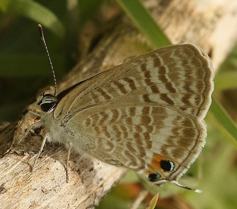 Lampides boeticus | Butterfly