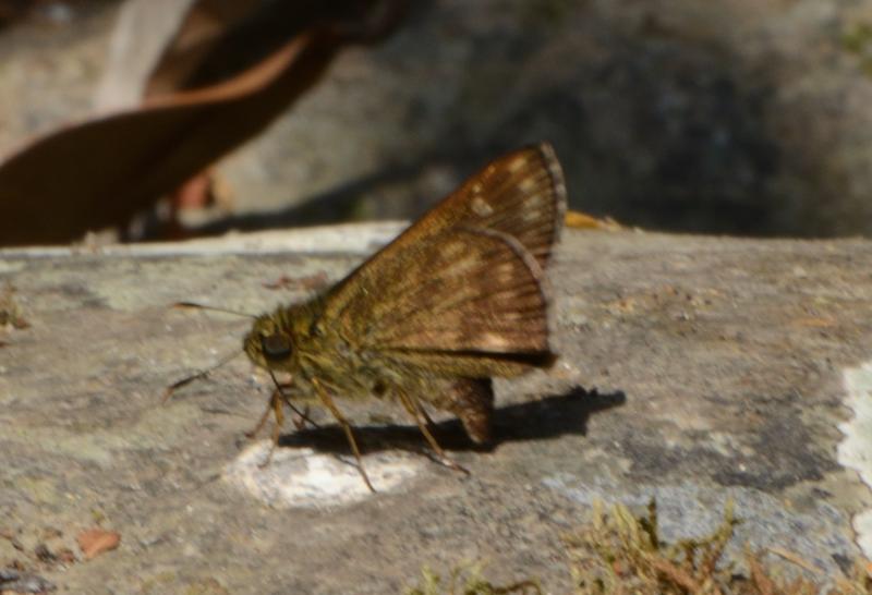 Halpe spp. | Butterfly