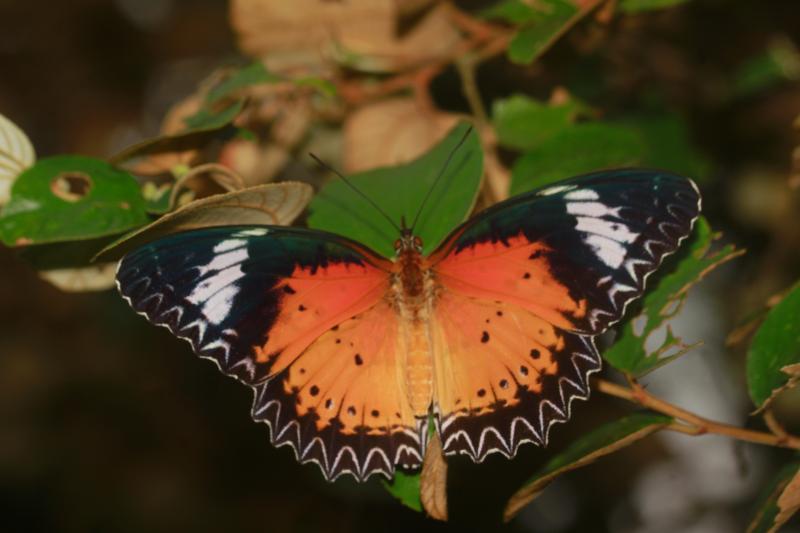 Cethosia cyane cyane | Butterfly