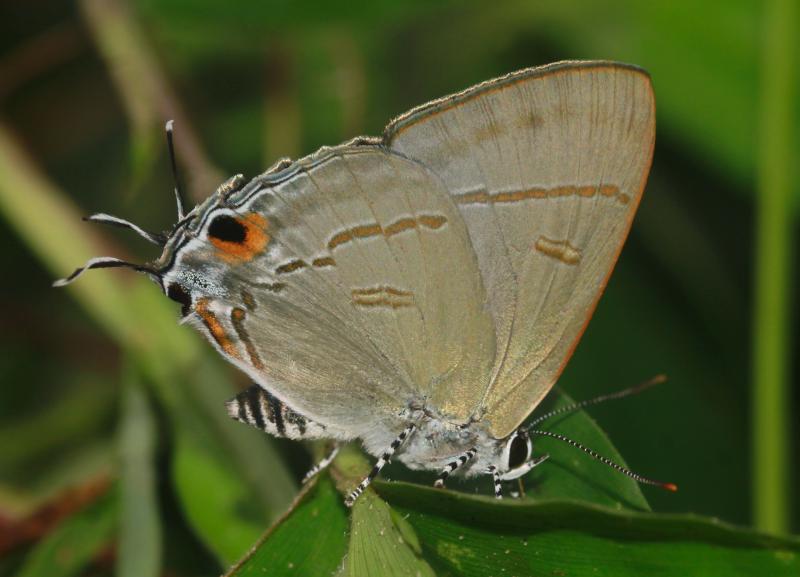 Hypolycaena erylus himavantus | Butterfly