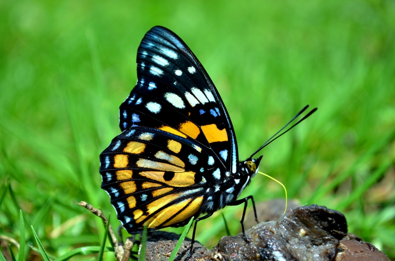 Sephisa chandra chandra | Butterfly