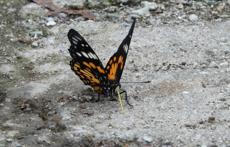 Sephisa chandra chandra | Butterfly