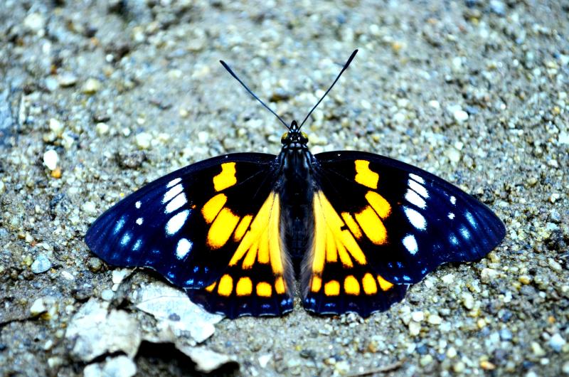 Sephisa chandra chandra | Butterfly