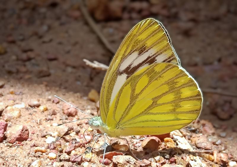 Cepora nerissa phryne | Butterfly