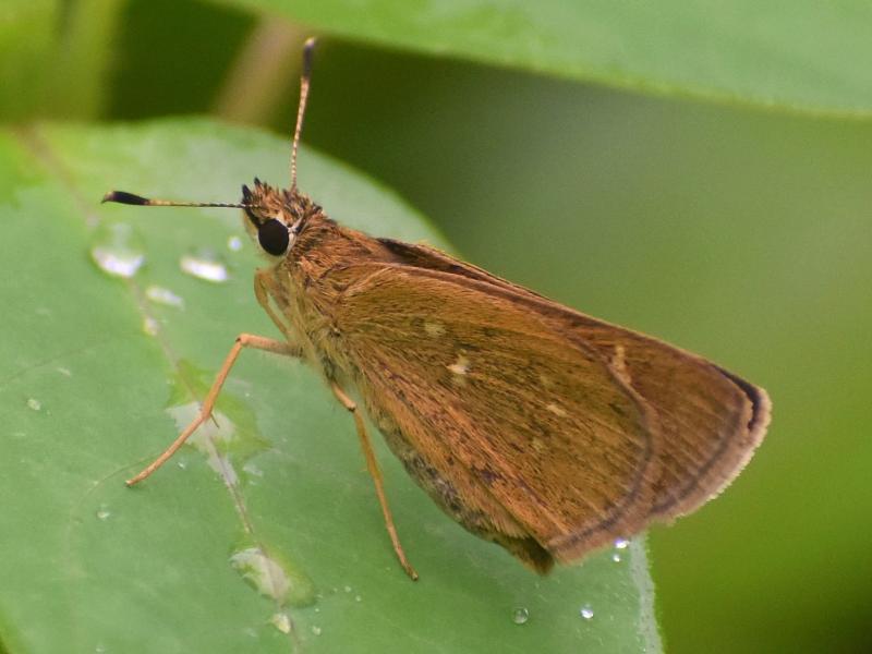 Arnetta vindhiana | Butterfly