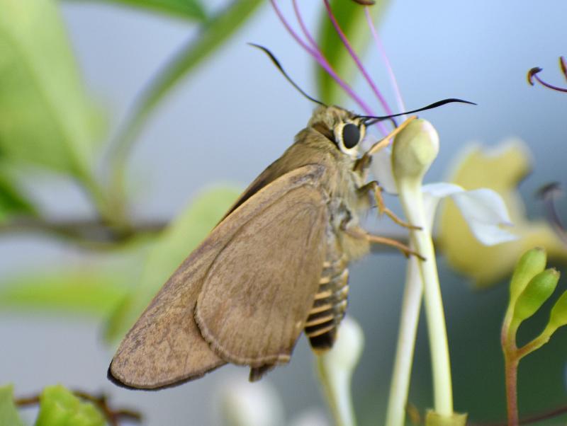 Badamia exclamationis | Butterfly