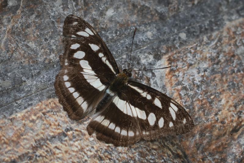 Athyma orientalis | Butterfly