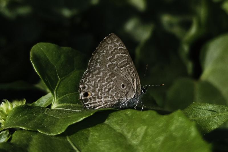 Anthene lycaenina lycaenina | Butterfly