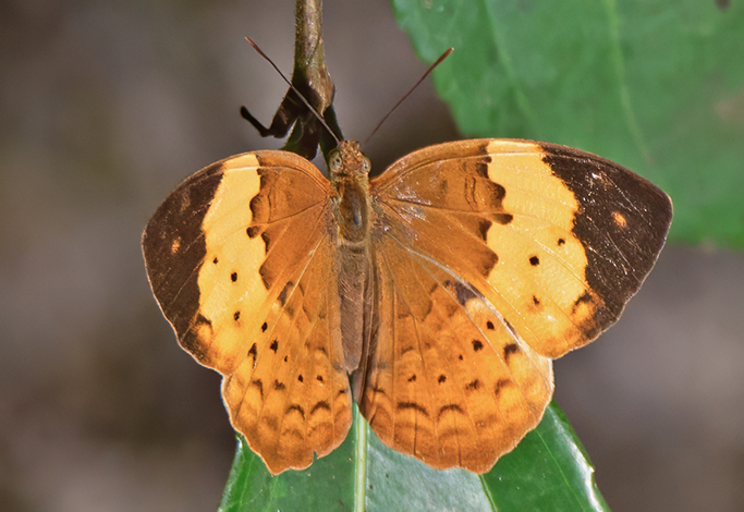 Cupha erymanthis maja | Butterfly
