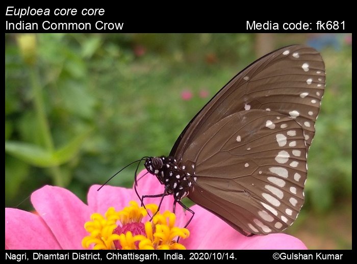 Euploea core | Butterfly