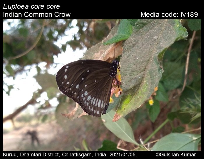 Euploea core | Butterfly